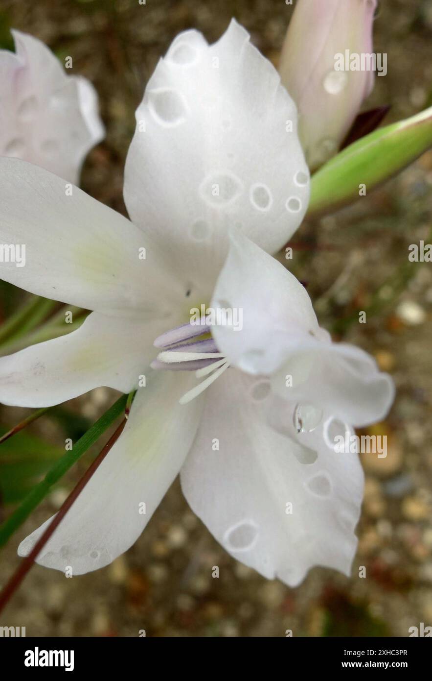 Klein drakenstein hi-res stock photography and images - Alamy