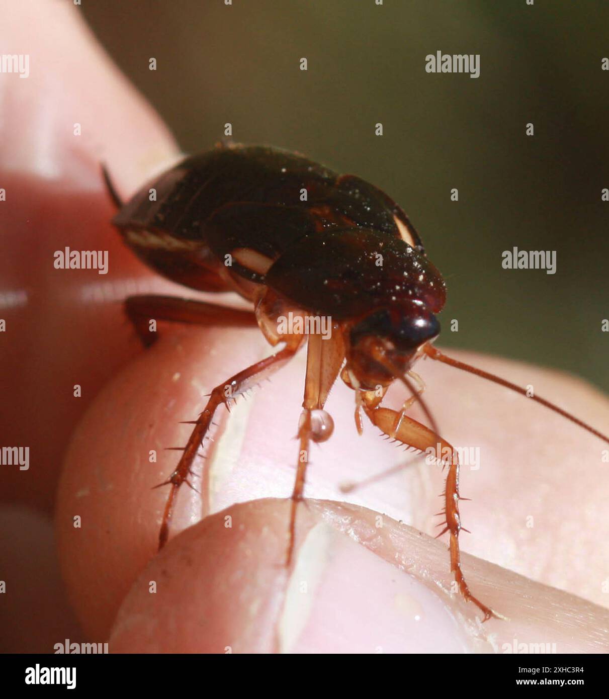 Turkestan Cockroach (Periplaneta lateralis) Wetlands Park LAs Vegas ...