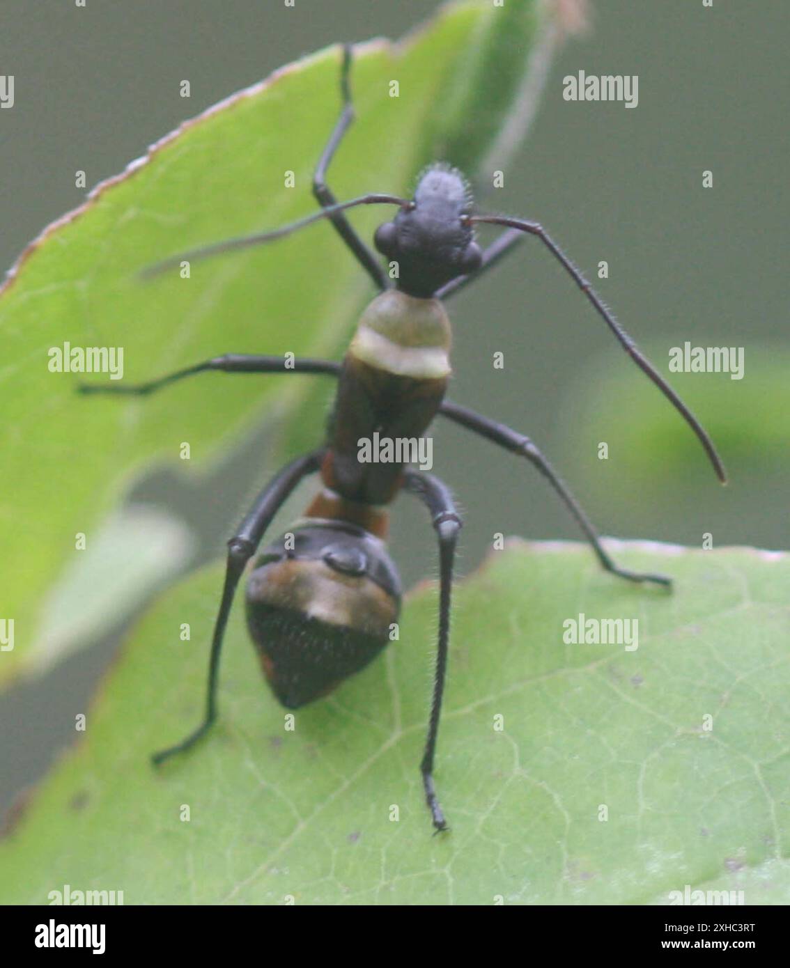 Broad-headed Bugs (Alydidae) Hamilton Pools Stock Photo - Alamy