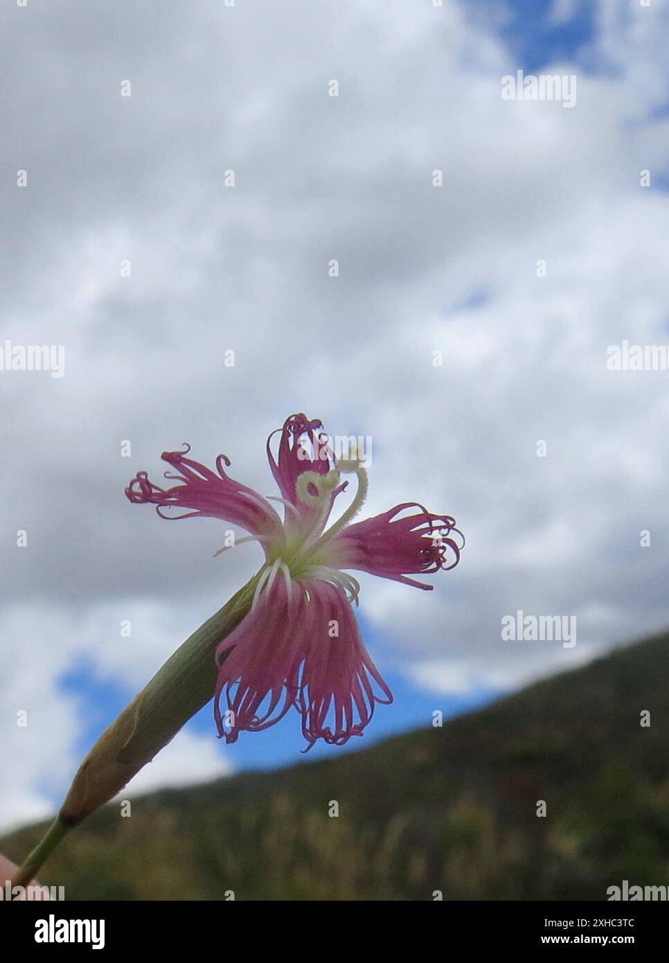 Cape Pink (Dianthus bolusii) Besemfontein in the Groot Swartberg: On ...