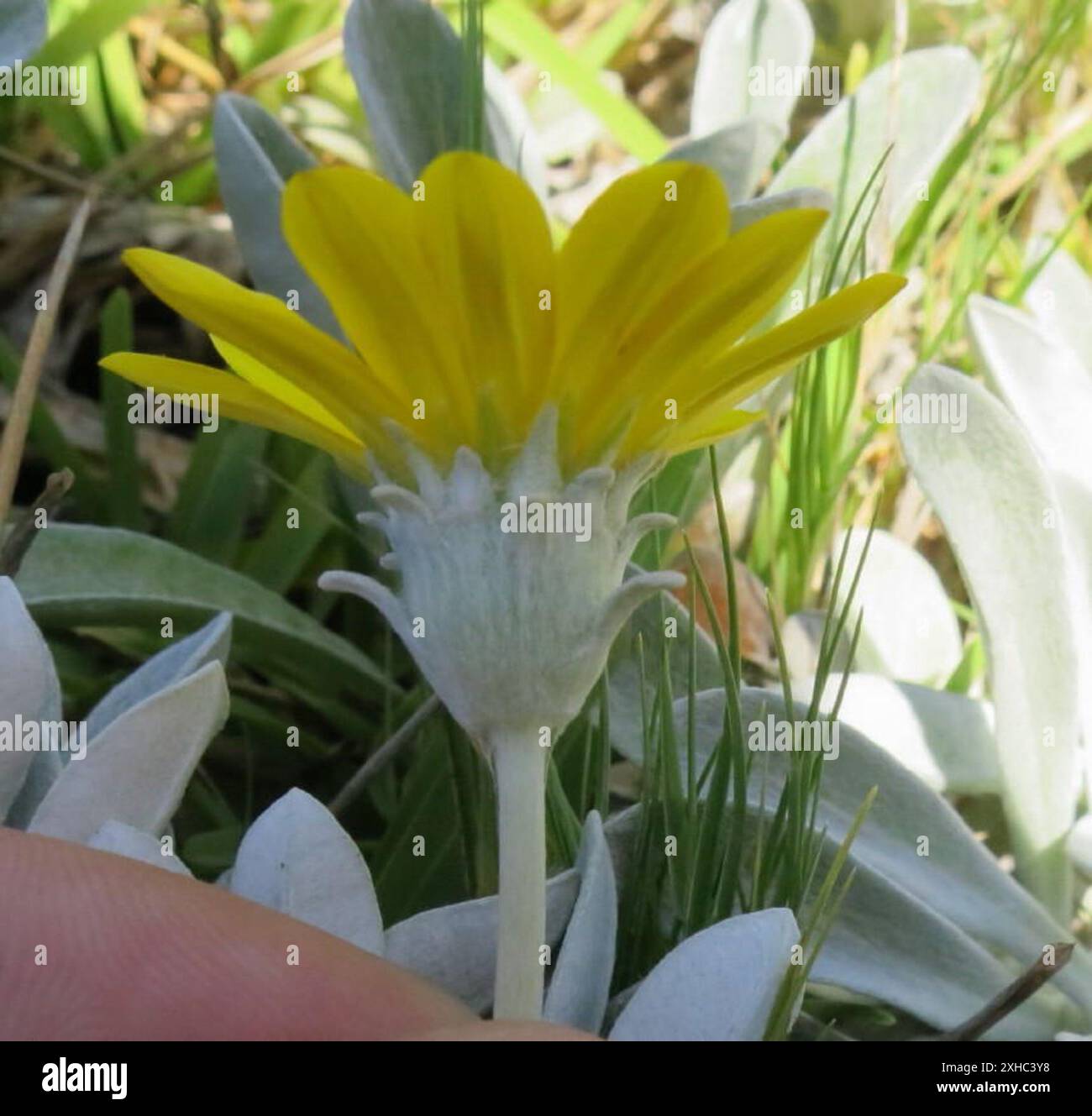 Greyleaf Trailing Gazania (Gazania rigens leucolaena) Coney Glen Stock ...