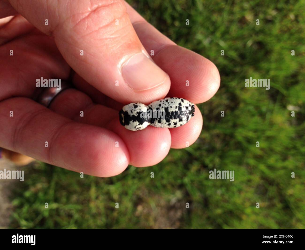 Texas Ironclad Beetle (Zopherus nodulosus haldemani) 4316 Lost Oasis ...