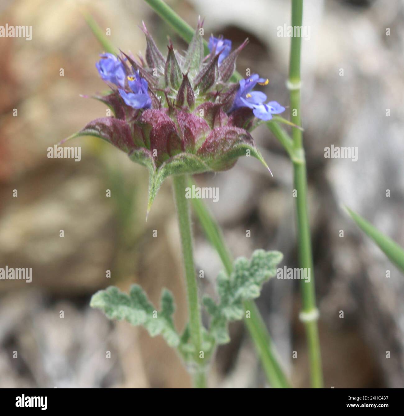 Chia (Salvia columbariae) Calistoga, California, United States Stock ...