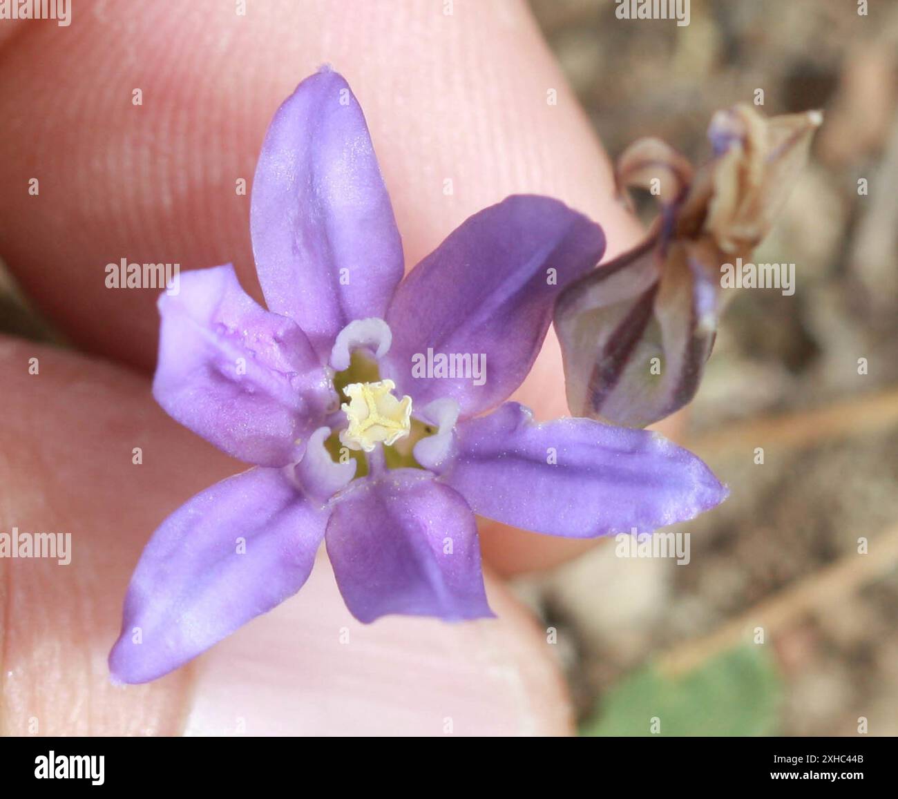 Dwarf Brodiaea (Brodiaea terrestris) Redwood City, California, United ...