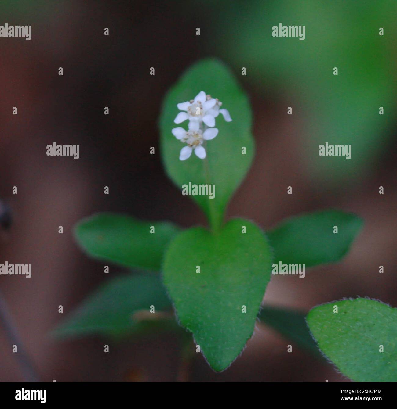 modesty (Whipplea modesta) California, United States Stock Photo - Alamy