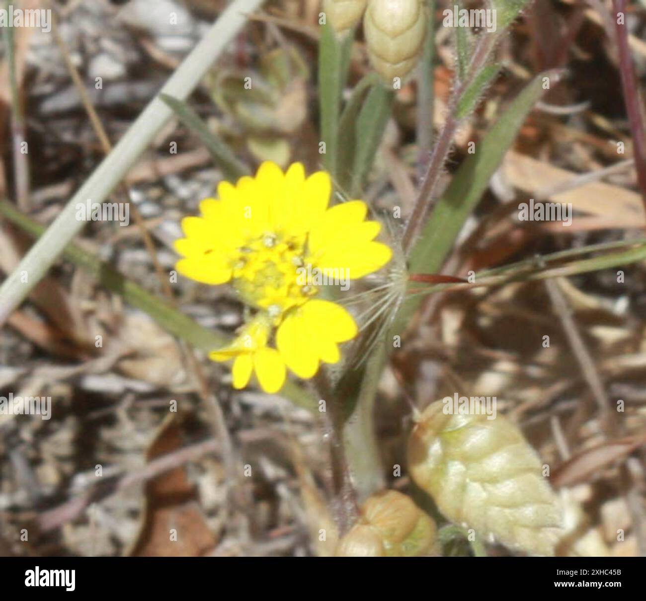 Yellow Hayfield Tarplant (Hemizonia congesta lutescens) bon tempe lake ...