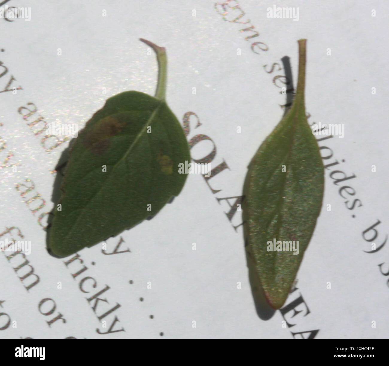 serpentine monardella (Monardella purpurea) bon tempe lake Stock Photo ...