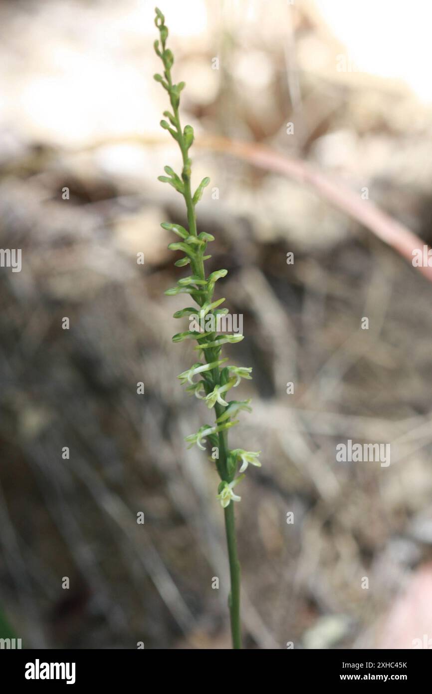 Flat Spurred Piperia (Platanthera transversa) bon tempe lake Stock ...