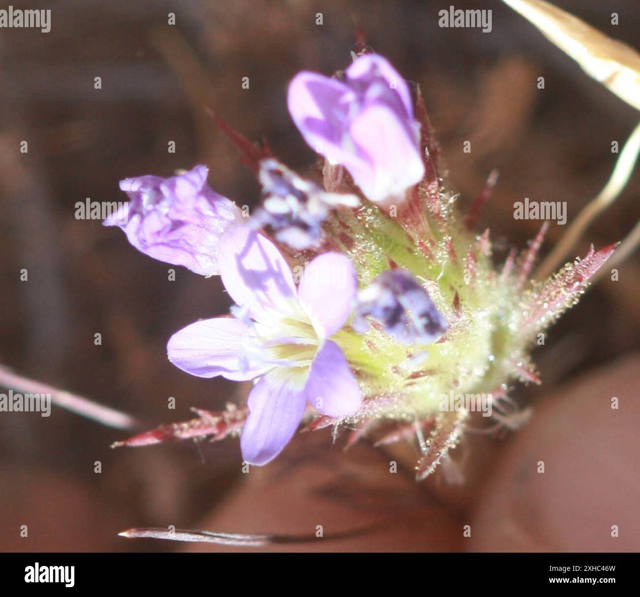 sticky pincushionplant (Navarretia viscidula) Lake lagunitas Stock ...