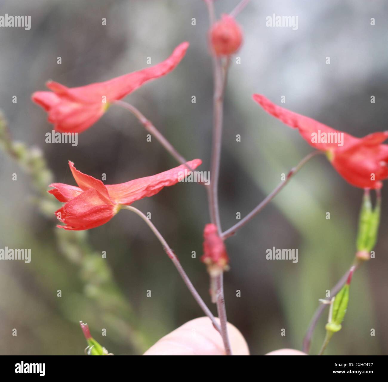 Red larkspur (Delphinium nudicaule) Calistoga, California, United ...