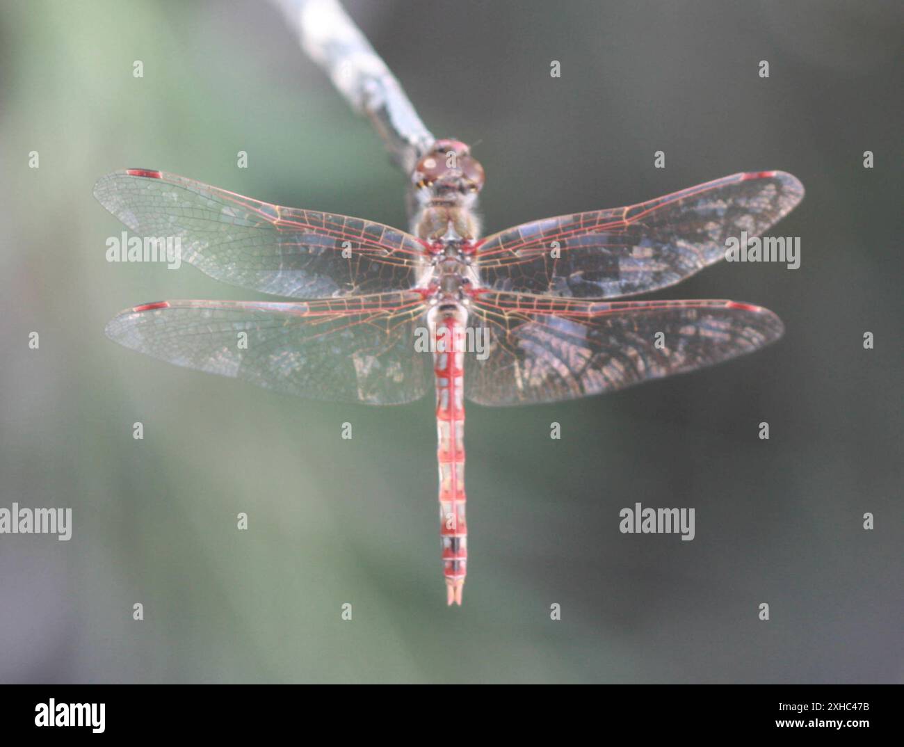 Variegated Meadowhawk (Sympetrum corruptum) Wetlands Park LAs Vegas ...