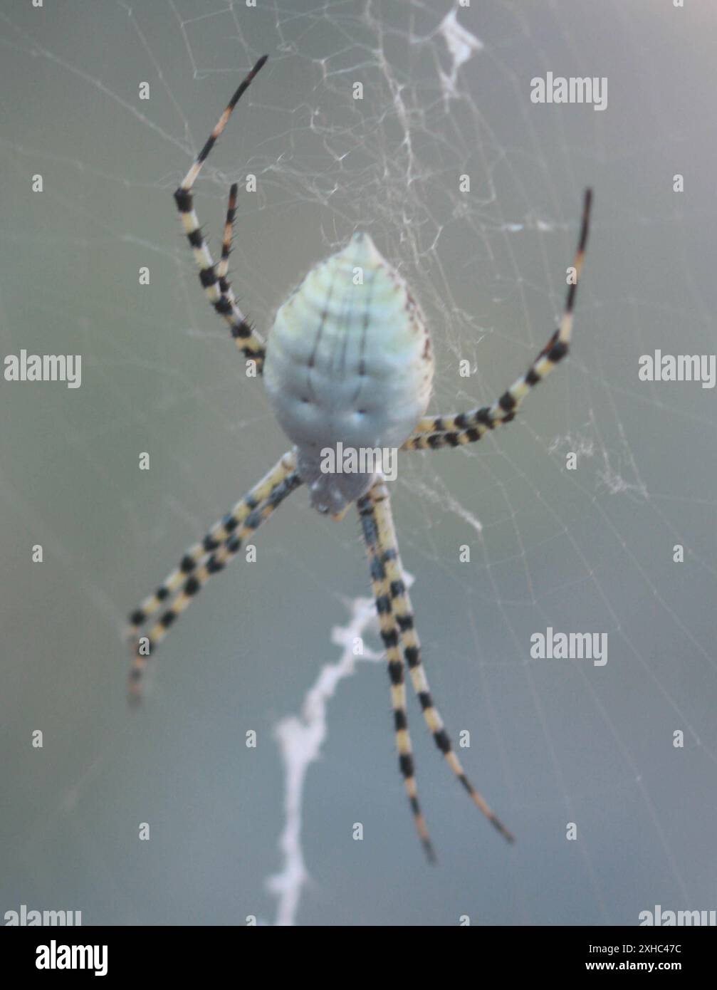 Banded Garden Spider (Argiope trifasciata) Calico trail Stock Photo - Alamy