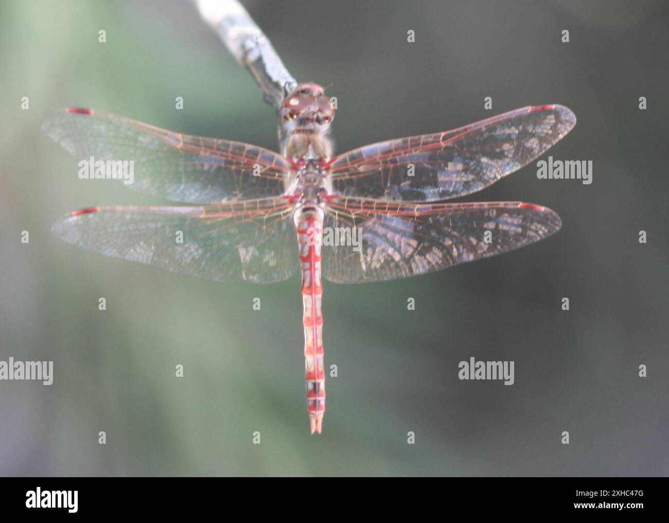 Variegated Meadowhawk (Sympetrum corruptum) Wetlands Park LAs Vegas ...