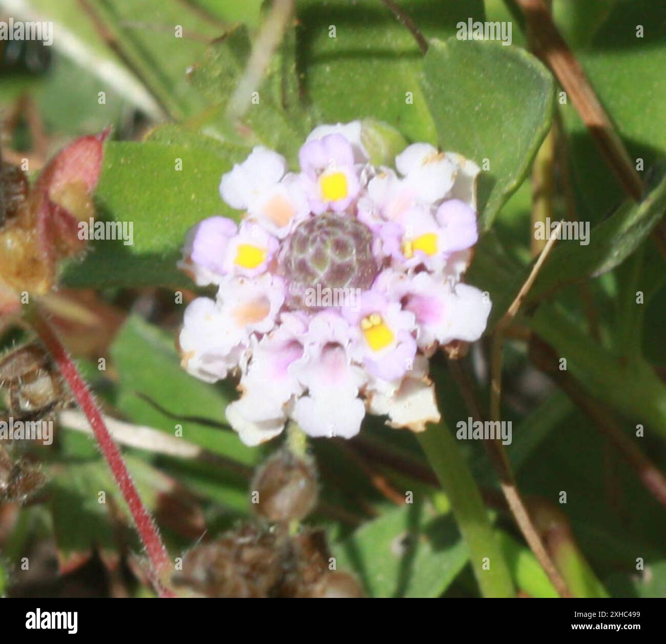 turkey tangle frogfruit (Phyla nodiflora) bon tempe lake Stock Photo ...