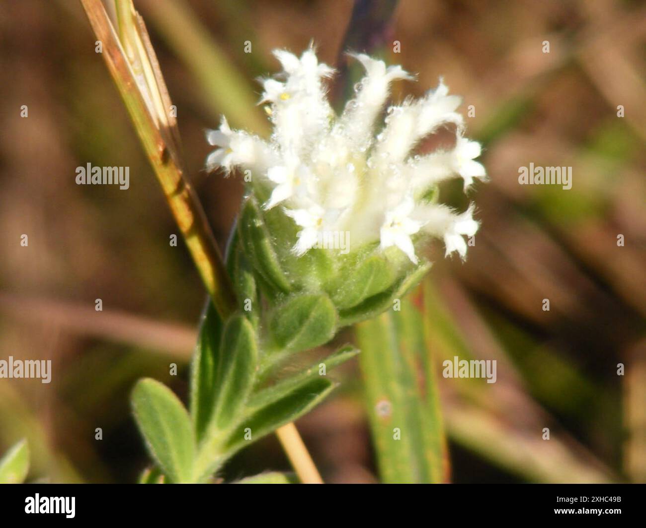 Pincushion Curryflower (Lasiosiphon calocephalus) Kingfisher St, St ...