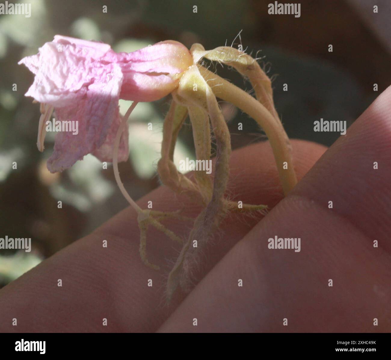 California evening primrose (Oenothera californica avita) ice box ...