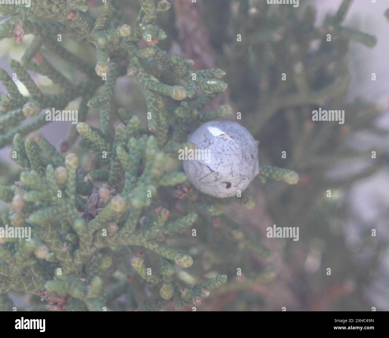Utah Juniper (Juniperus osteosperma) ice box canyon trail Stock Photo ...