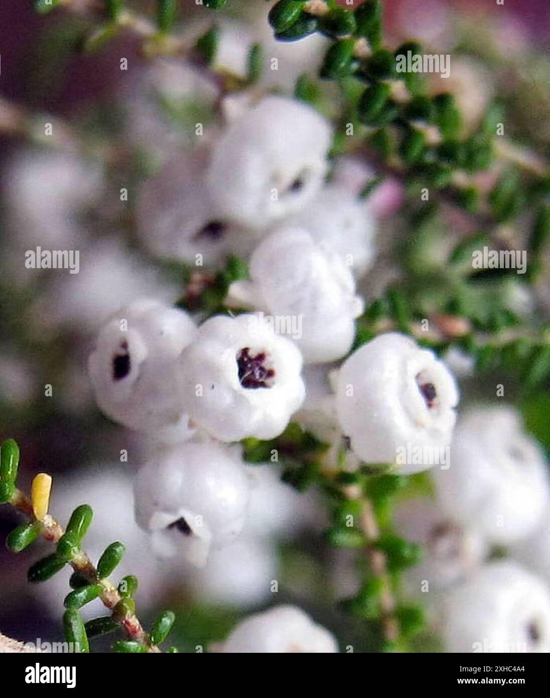 Erica formosa hi-res stock photography and images - Alamy
