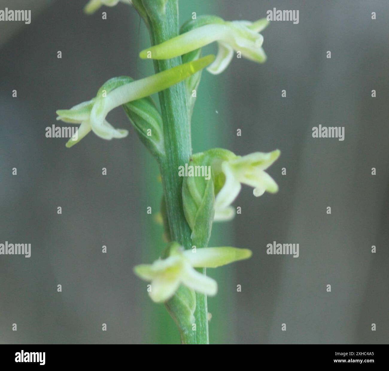Flat Spurred Piperia (Platanthera transversa) bon tempe lake Stock ...