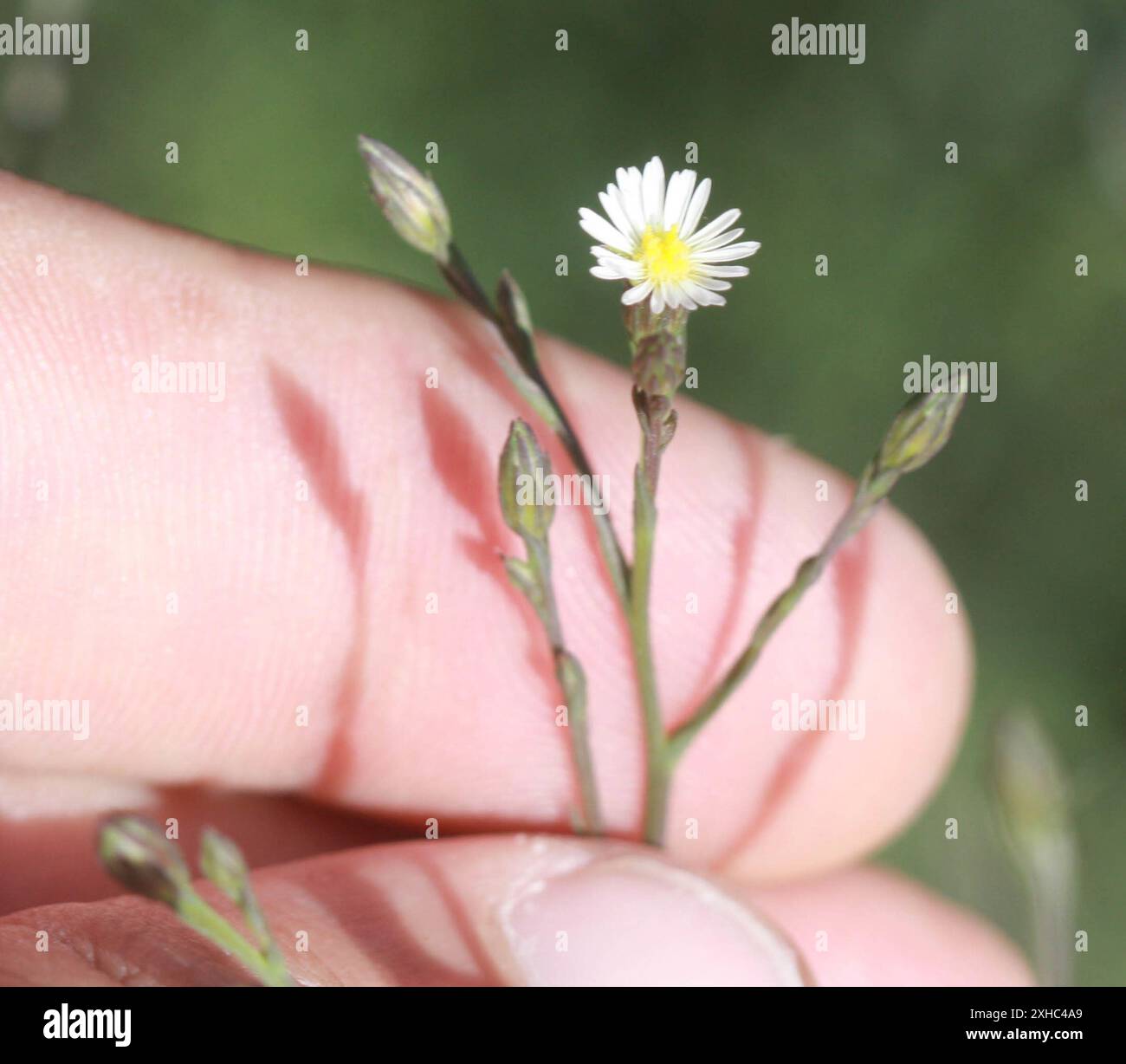 annual saltmarsh aster (Symphyotrichum subulatum) Wetlands Park LAs ...