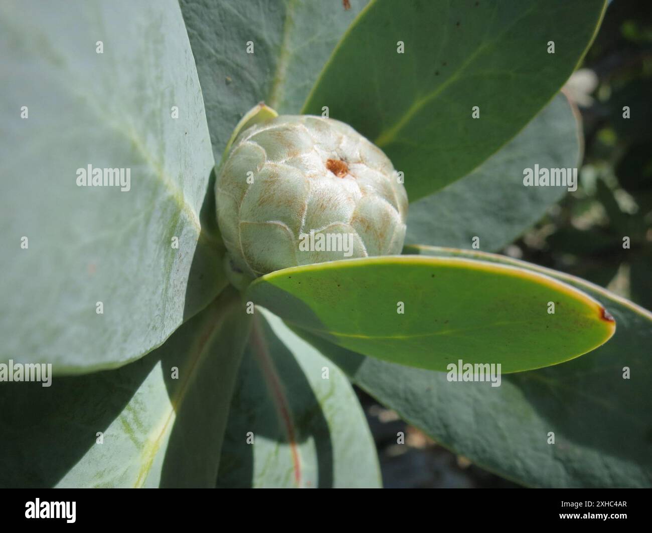 Wagon Tree (Protea nitida) Perdepoort East in the Outeniqua foothills ...