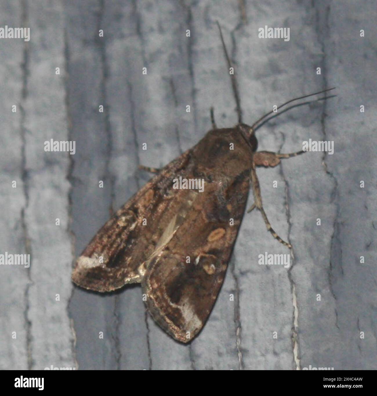 Fall Armyworm Moth (Spodoptera frugiperda) 30.2382416667, -97. ...