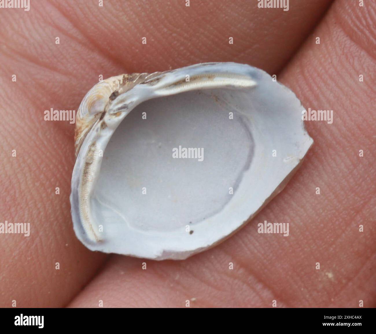 Asian Clam (Corbicula fluminea) Hamilton Pools Stock Photo - Alamy