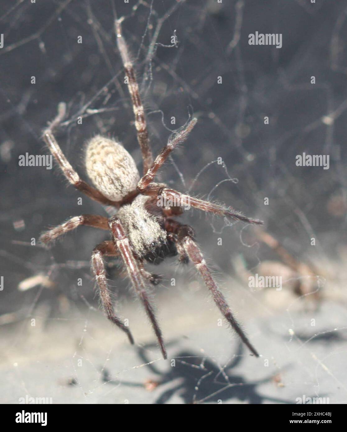 Grey House Spider (Badumna longinqua) Heron's Head Stock Photo - Alamy