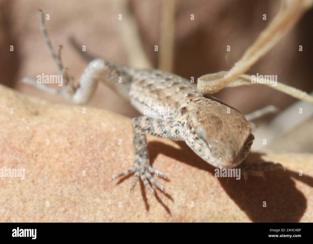 Common Side-blotched Lizard (Uta stansburiana) ice box canyon trail ...