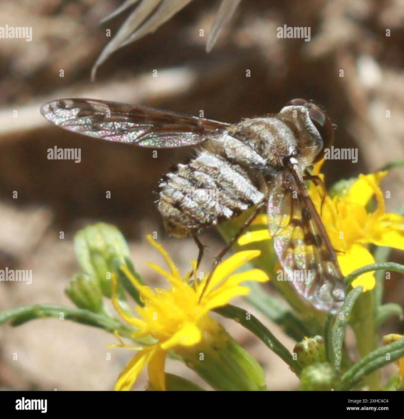Ice box canyon trail hi-res stock photography and images - Alamy