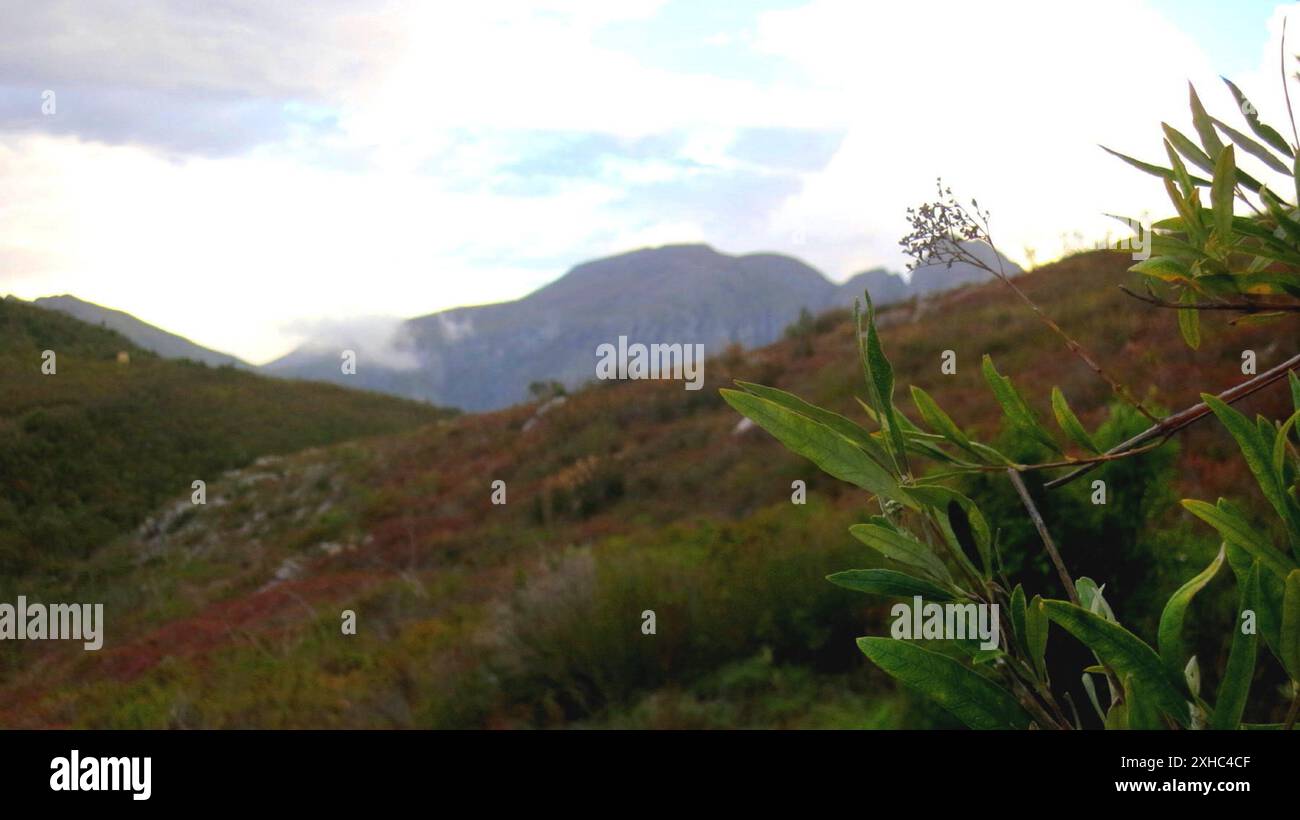 False Olive (Buddleja saligna) Just above the shelters in the ...