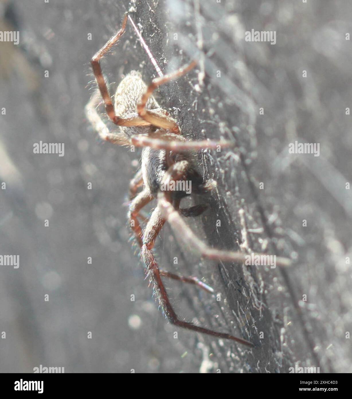 Grey House Spider (Badumna longinqua) Heron's Head Stock Photo - Alamy