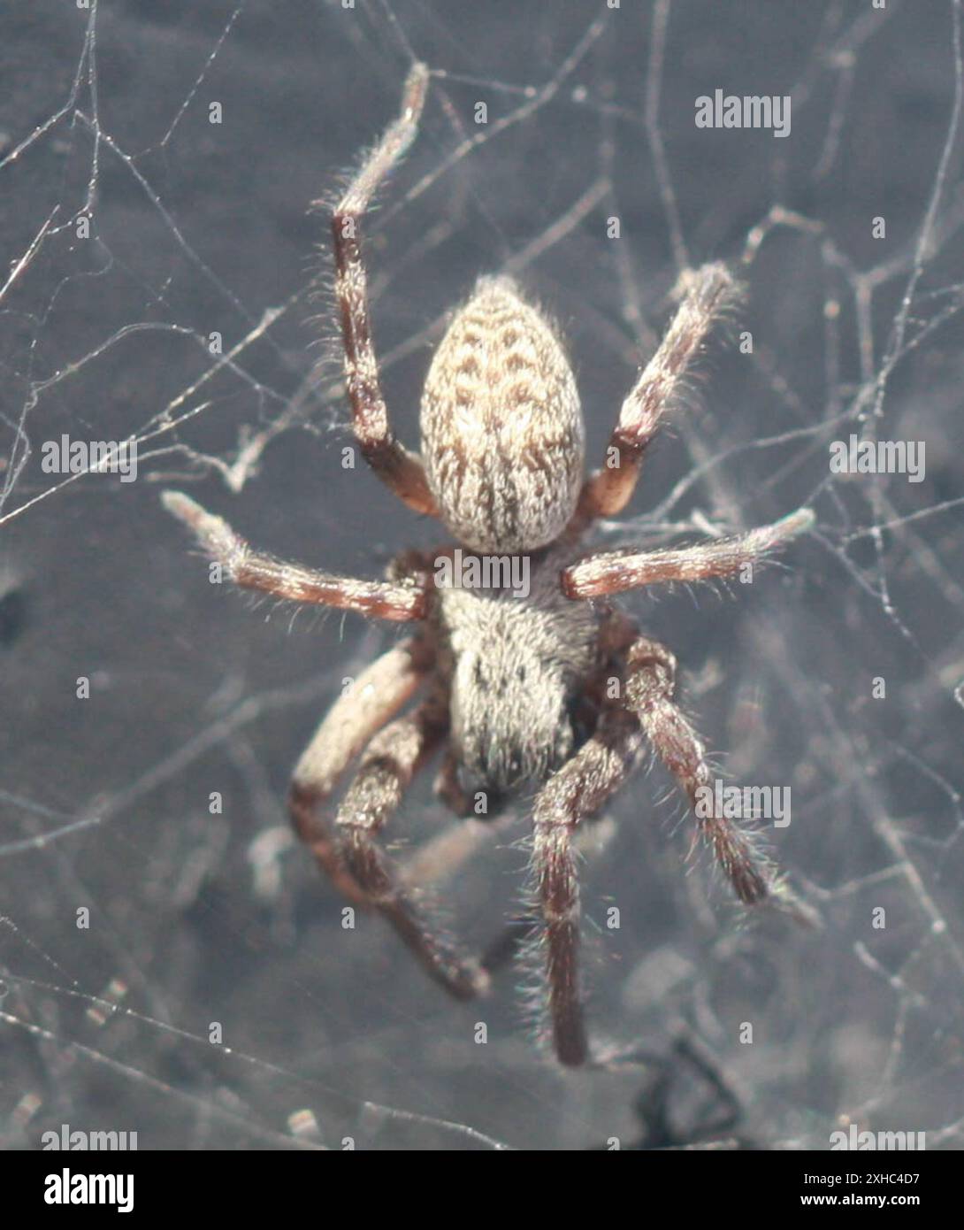 Grey House Spider (Badumna longinqua) Heron's Head Stock Photo - Alamy