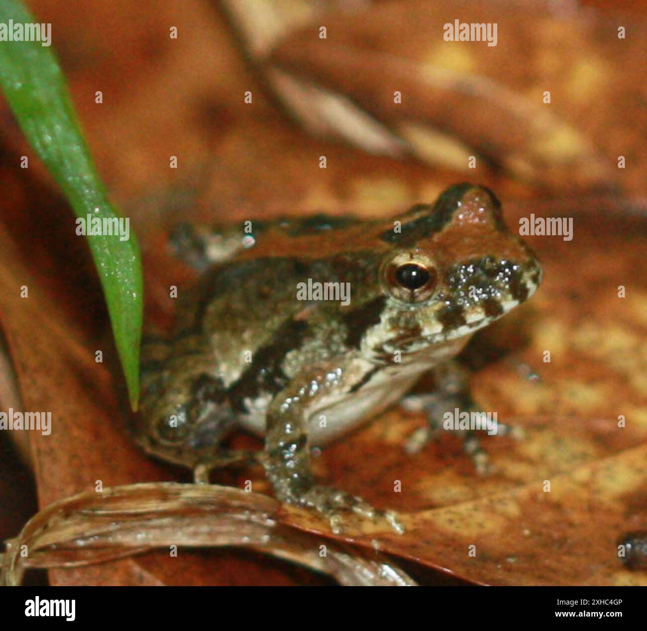 Blanchard's Cricket Frog (Acris blanchardi) Estelle, Louisiana, United ...