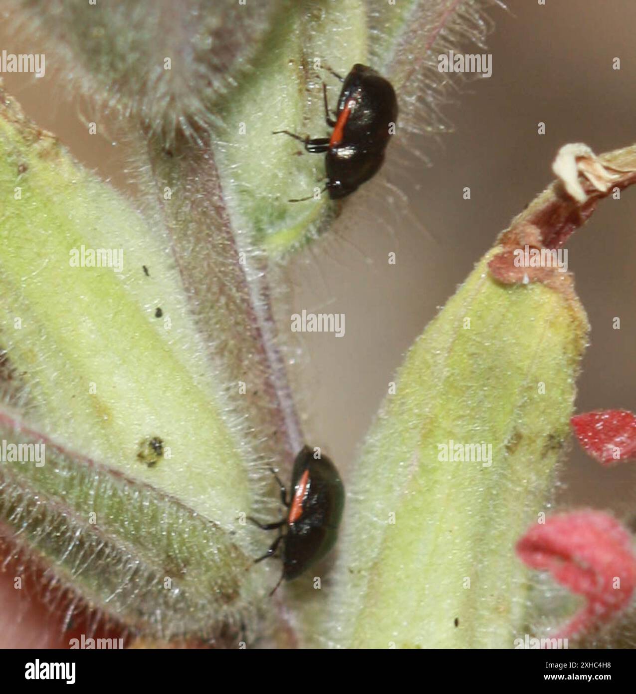 Ebony Bugs (Thyreocoridae) Calistoga, California, United States Stock ...