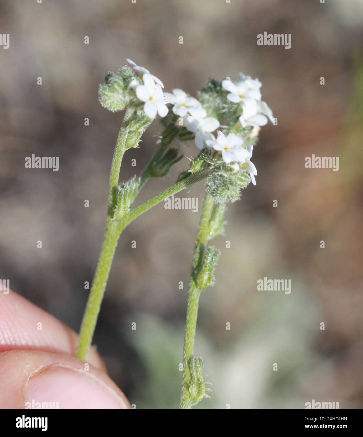 flaccid cryptantha (Cryptantha flaccida) Tiburon, California, United ...