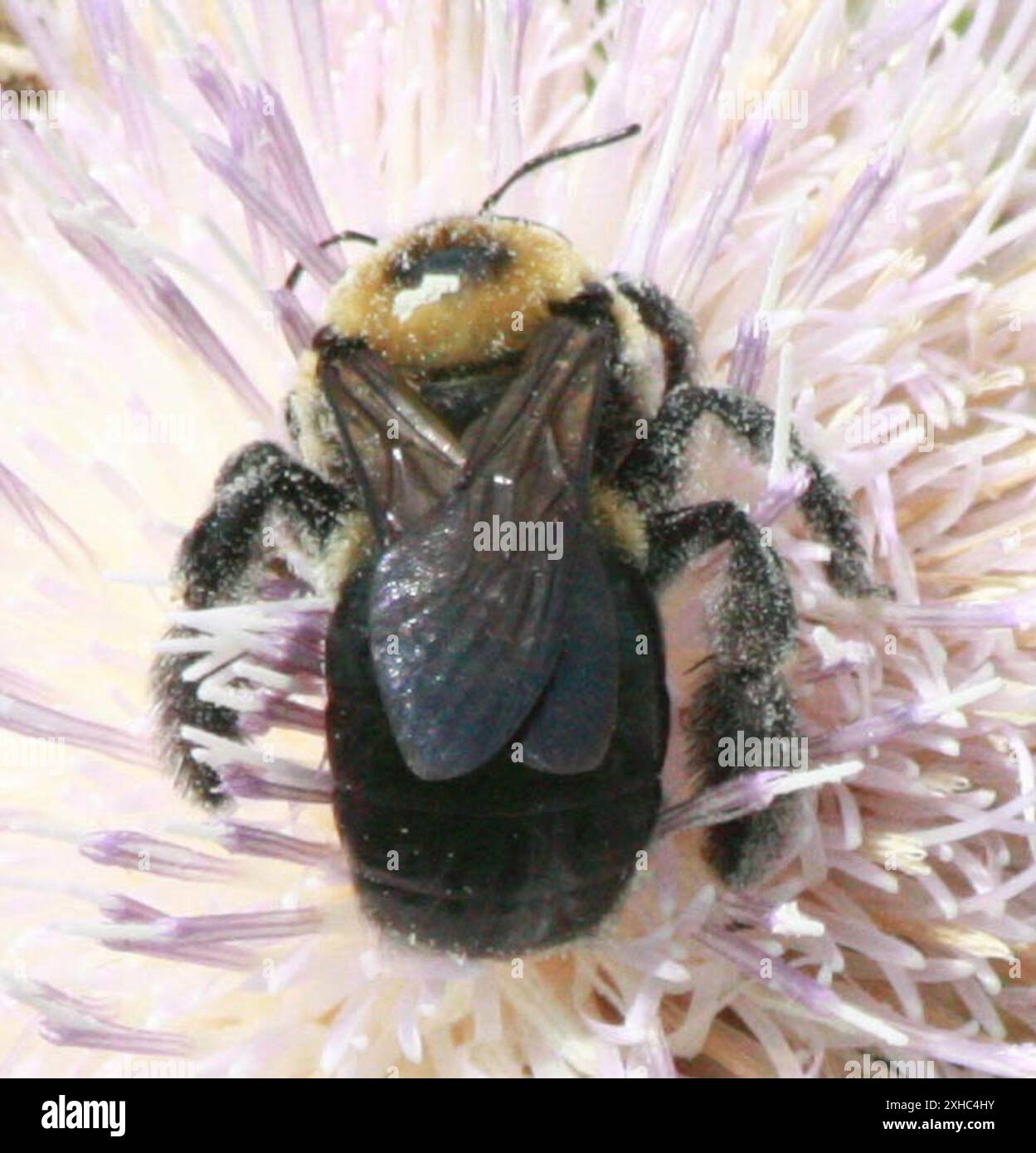 Eastern Carpenter Bee (Xylocopa virginica) New Orleans, Louisiana ...