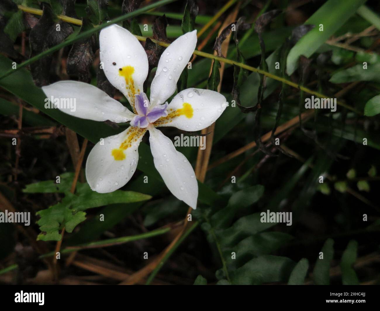 Small Fortnight Lily (Dietes iridioides) Strawberry Hill Fern Trail at ...