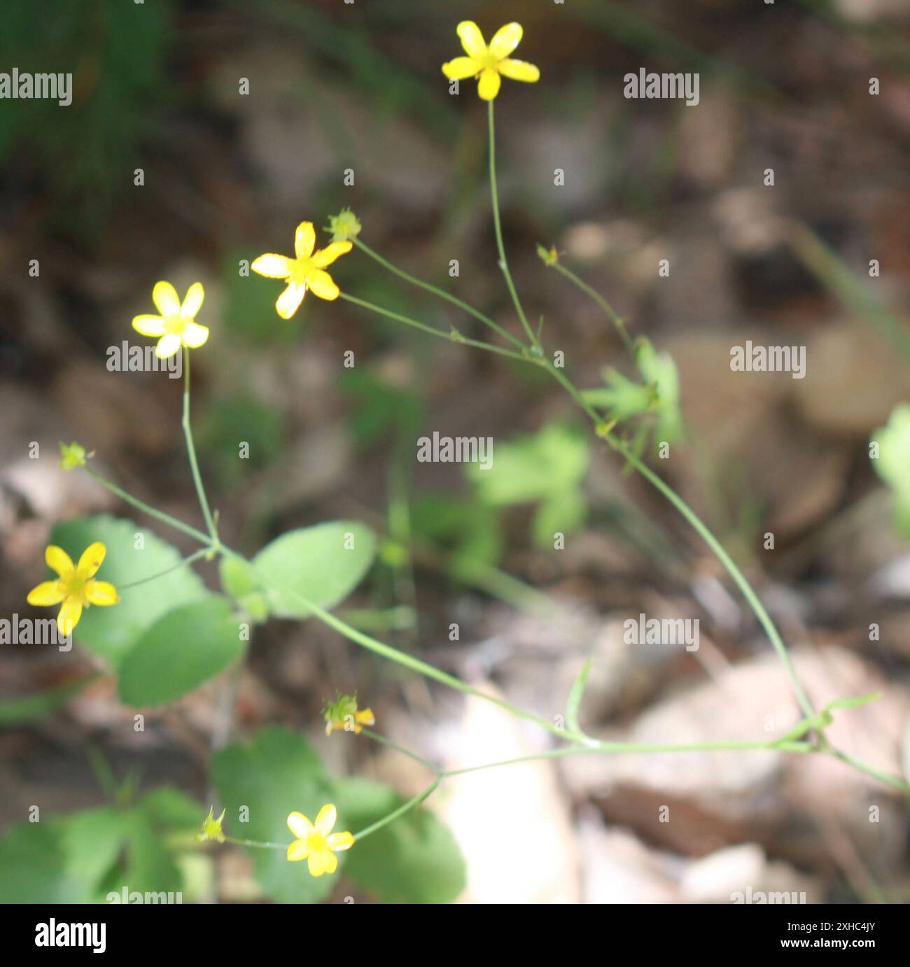 California buttercup (Ranunculus californicus) Calistoga, California ...