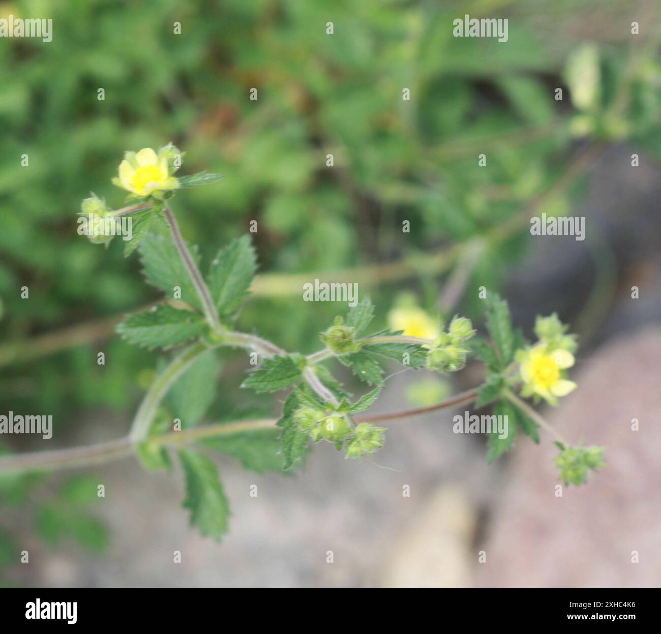 sticky cinquefoil (Drymocallis glandulosa) California, United States ...