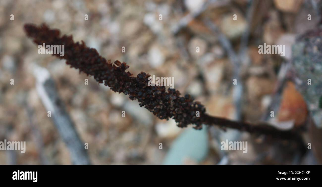 Allotropa hi-res stock photography and images - Alamy