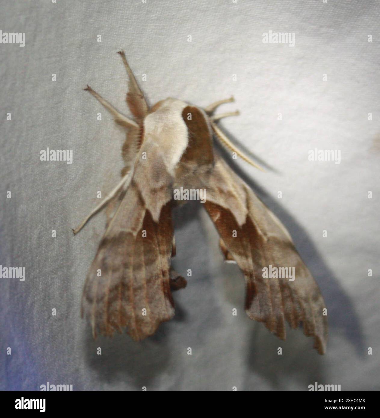 Western Eyed Sphinx (Smerinthus ophthalmica) sagehen creek fieldstation ...
