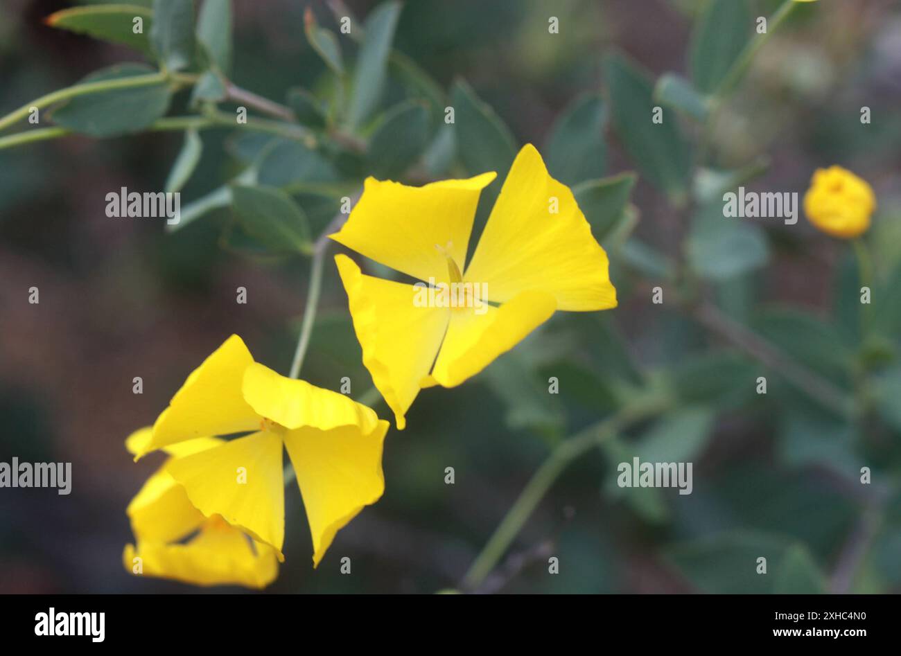 Bush Poppy (Dendromecon rigida) California, United States Stock Photo ...