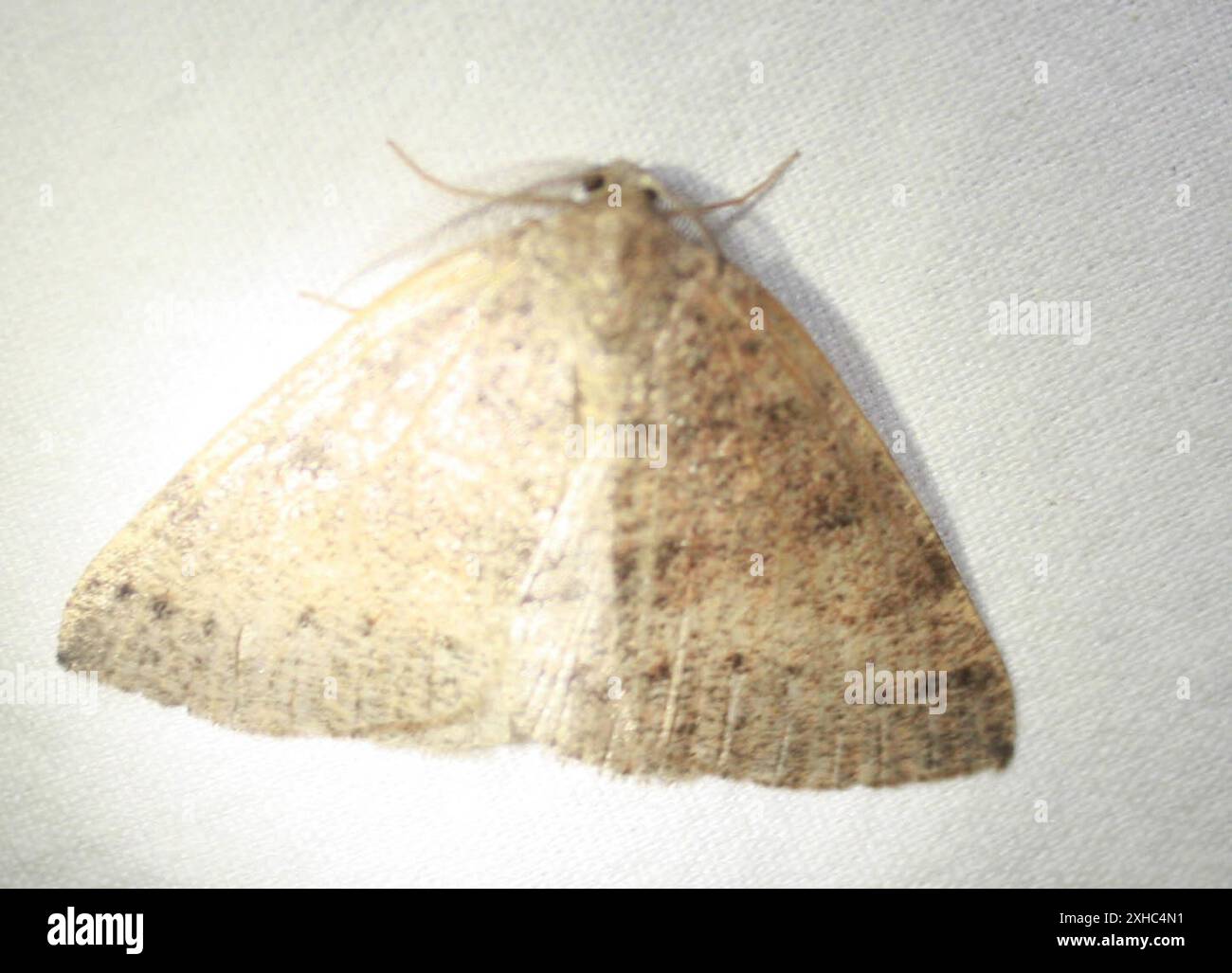 Butterflies and Moths (Lepidoptera) sagehen creek fieldstation Nevada ...
