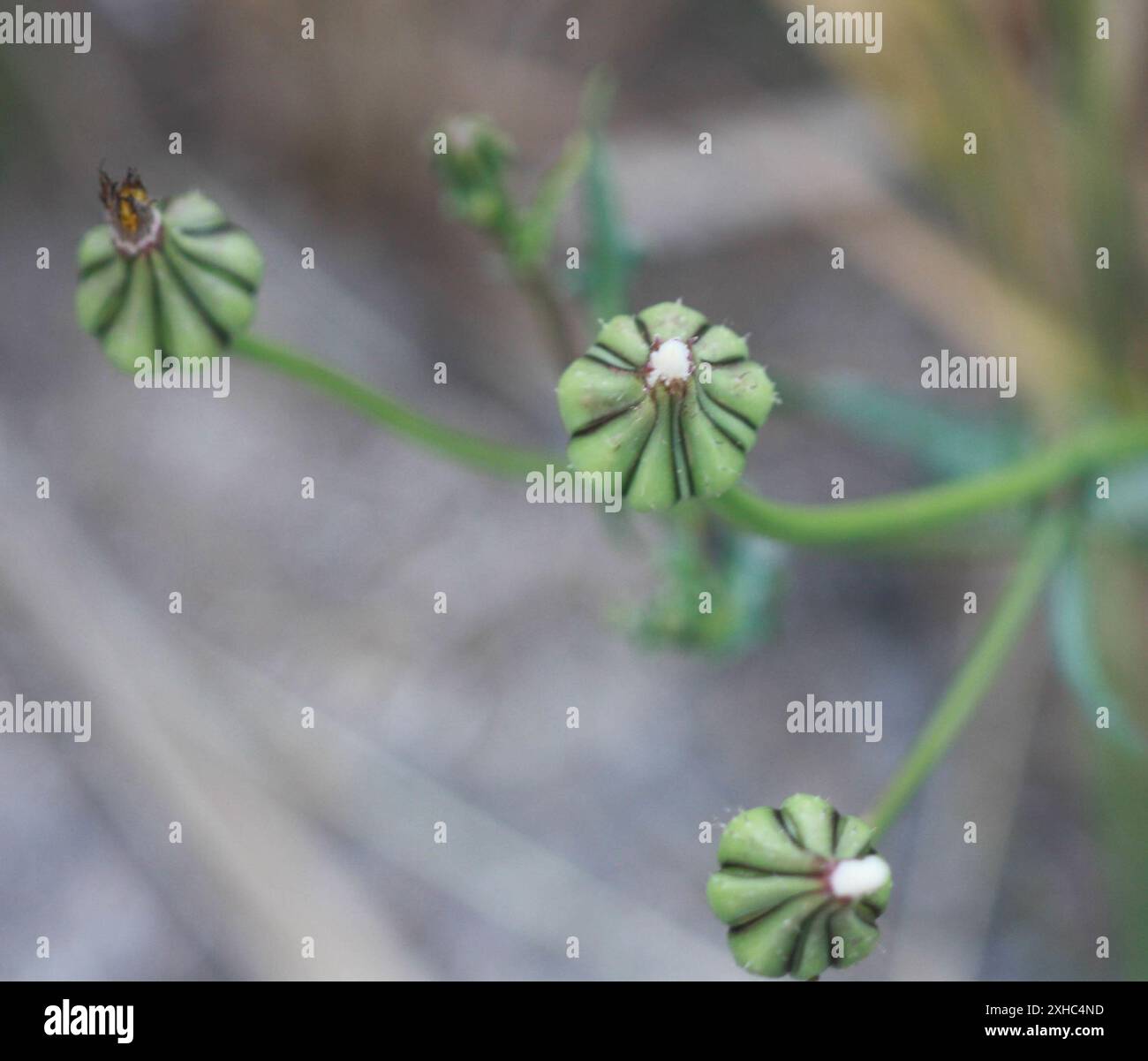False Hawkbit (Urospermum picroides) devil's slide pacifica Stock Photo ...