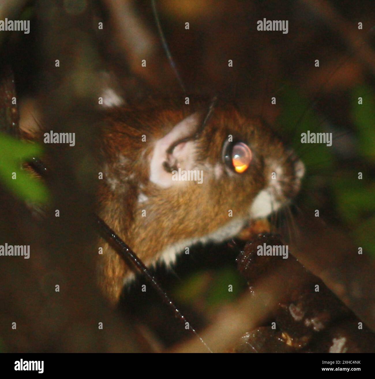 Proechimys hi-res stock photography and images - Alamy