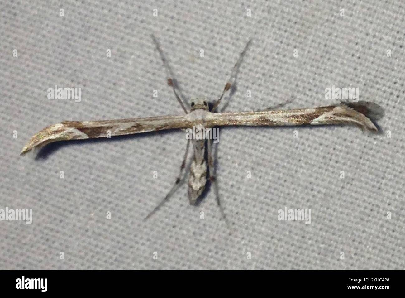 Plume Moths (Pterophoridae) San Mateo, California, United States Stock ...