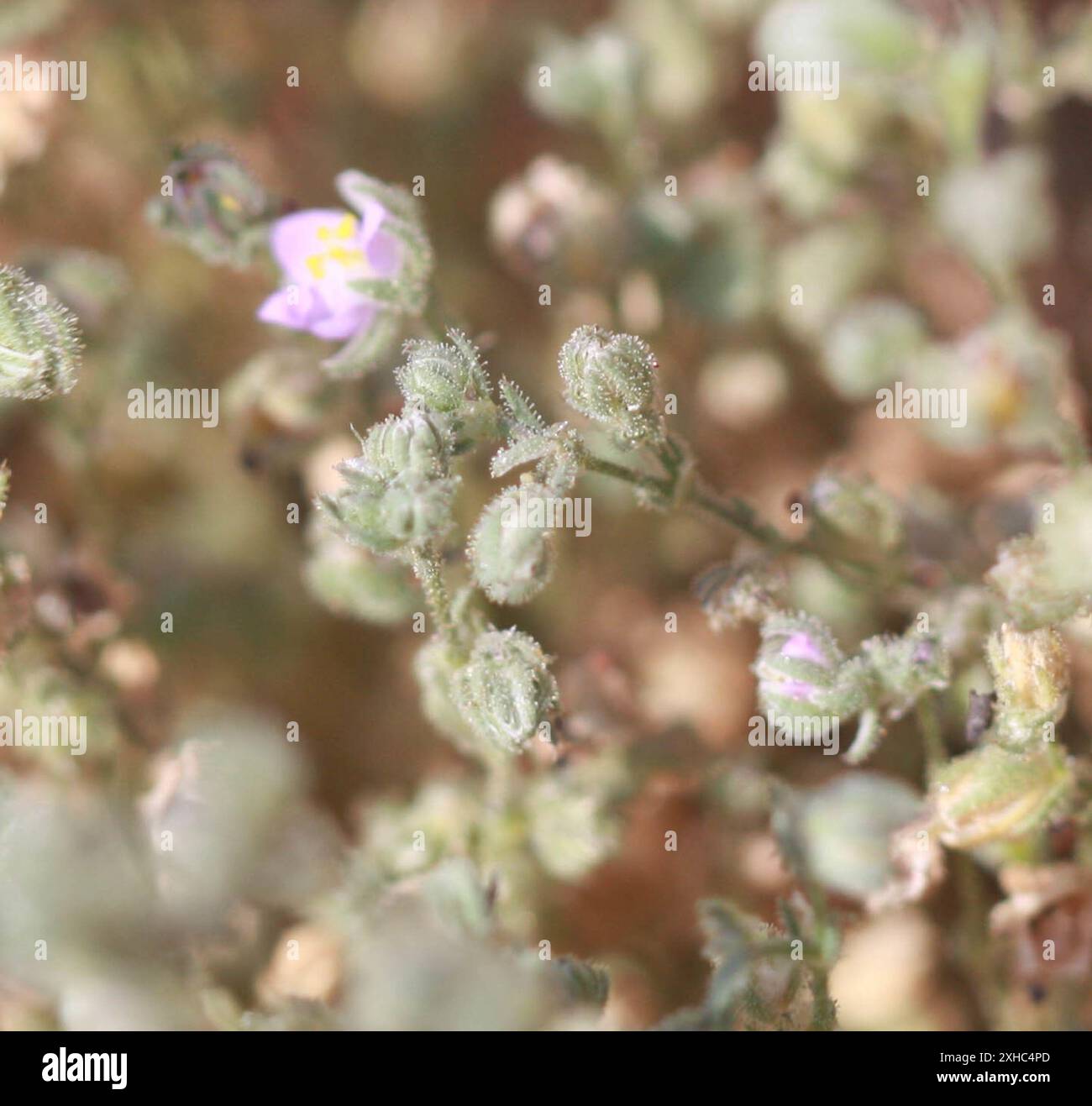 Sticky Sand-Spurrey (Spergularia macrotheca) Phoenix lake, Marin Stock ...