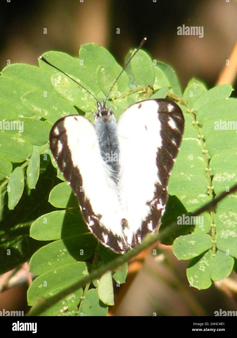 African Common White (Belenois creona severina) Kingfisher St, St Lucia ...