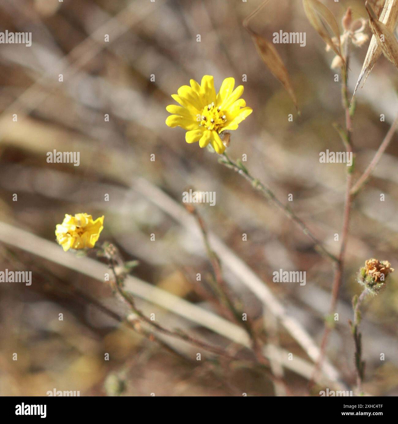 Yellow Hayfield Tarplant (Hemizonia congesta lutescens) Phoenix lake ...